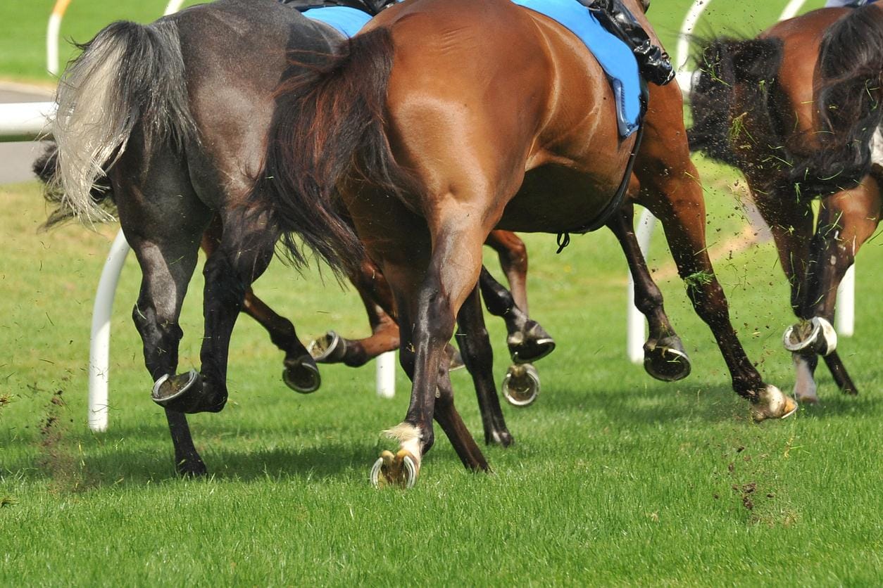 Horse racing form guide, data, analysis and results - Punt Form Pro